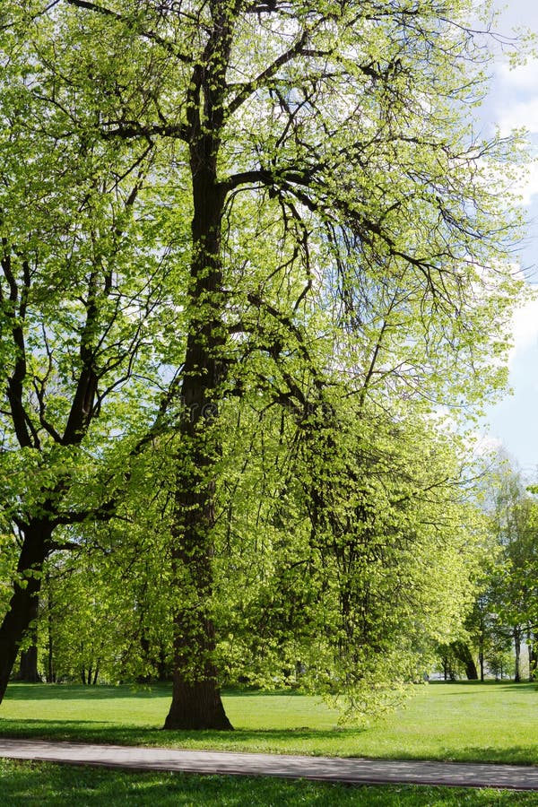 Tilo floreciente imagen de archivo. Imagen de fondo, medicinal - 2261401