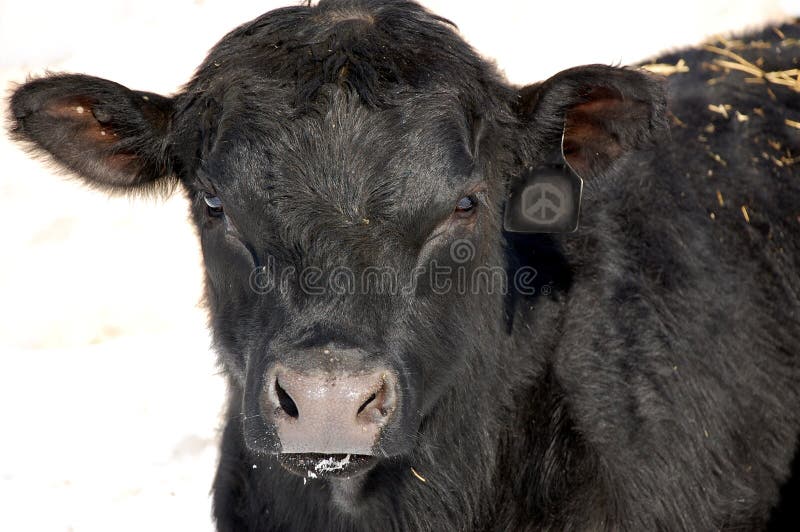 Un Toro Nero Solo Del Angus Immagine Stock - Immagine di rinforzi ...