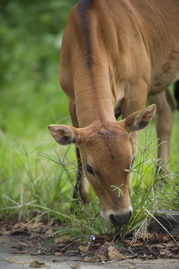 Un Toro Está Comiendo La Hierba Foto de archivo - Imagen de rural ...