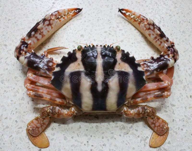 Un tourteau traverse photo stock. Image du langoustine - 169136624