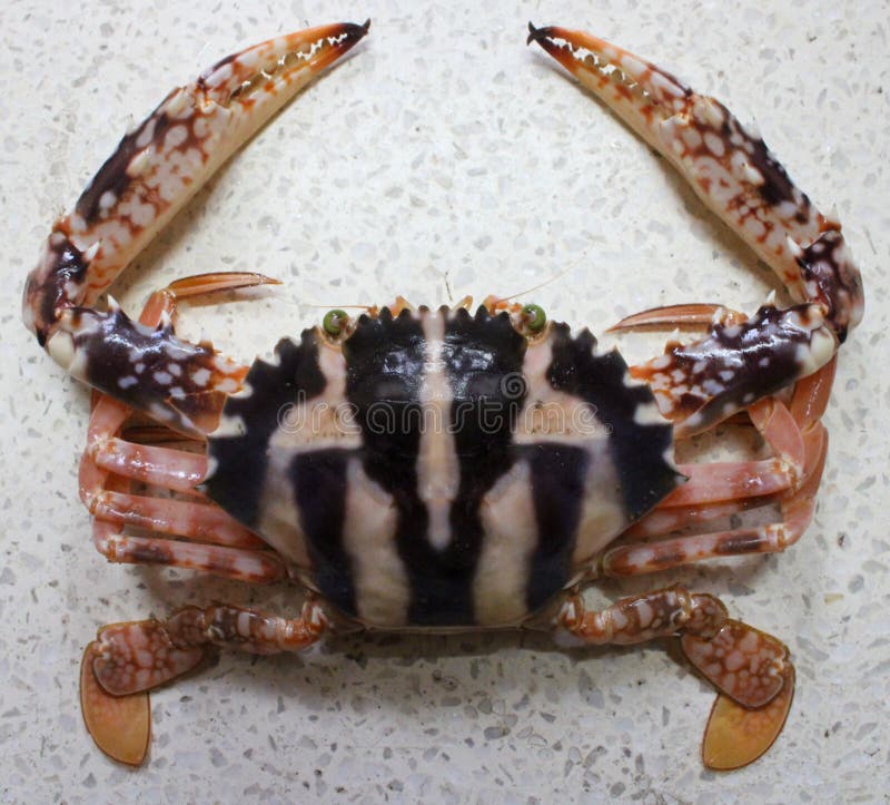 Un tourteau traverse photo stock. Image du écrevisses - 169136732