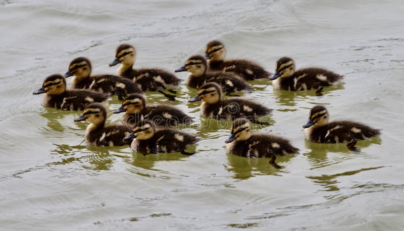 Un Troupeau Des Canetons Dans L'herbe Ferme Avicole Oiseaux En Plein ...