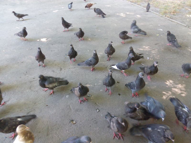 Pigeons mangeant du pain image stock. Image du vert, jaune - 62572207