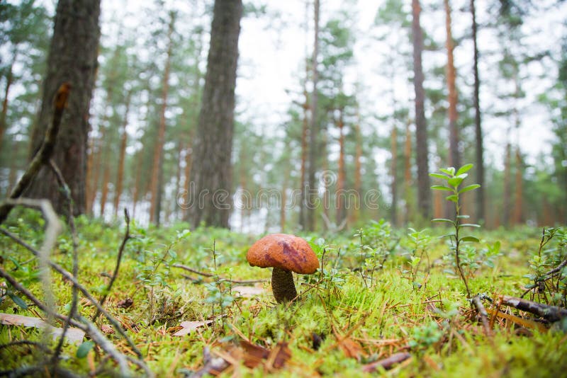 Un un champignon image stock. Image du herbe, écologie - 42268789