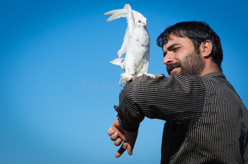 Un uomo con una colomba fotografia stock. Immagine di braccio - 89115738