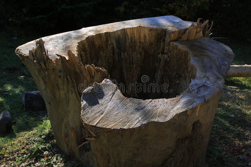 Grande Ceppo Di Albero Del Taglio Dopo Rimozione Dell'albero Fotografia ...