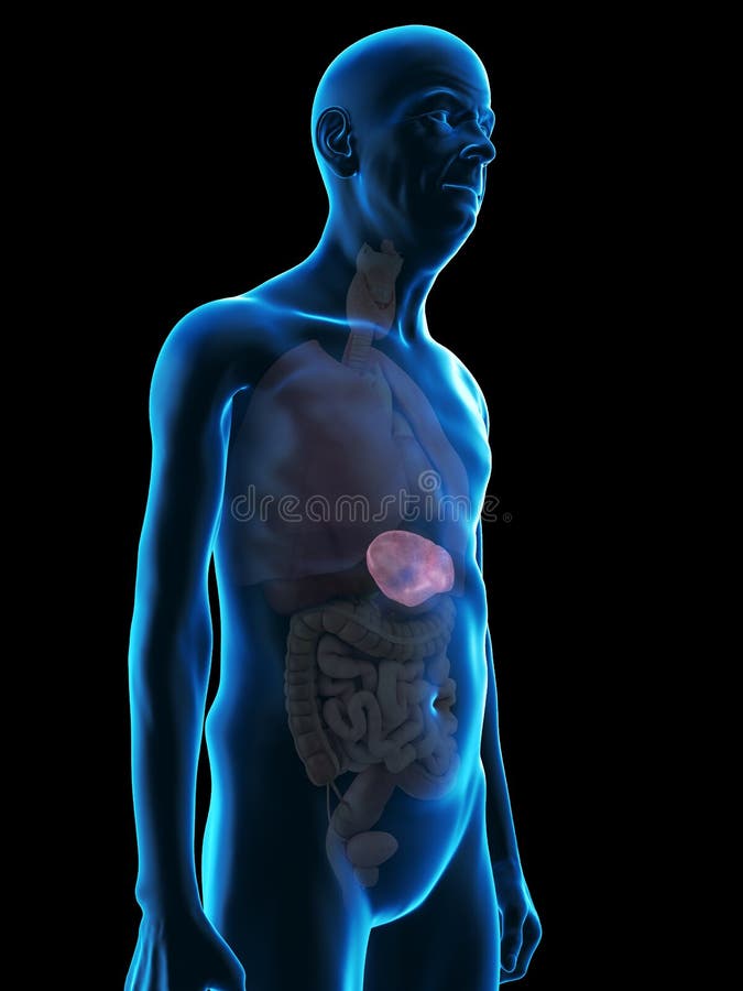 La Milza Di Un Uomo Anziano Illustrazione di Stock - Illustrazione di ...