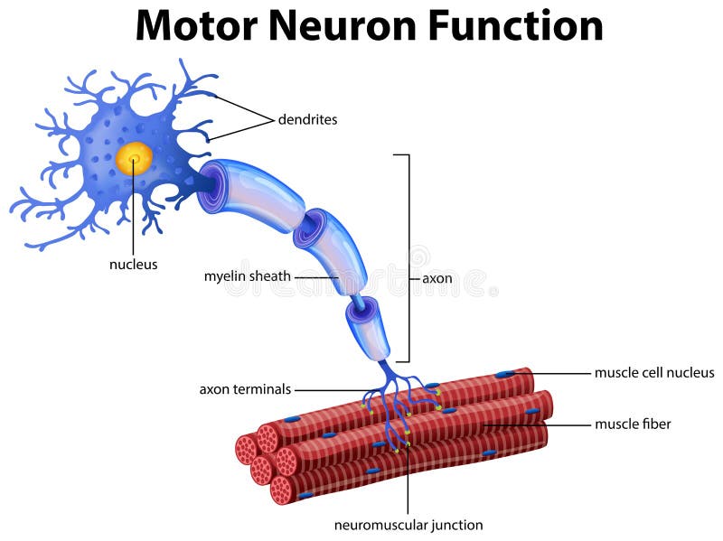 Neurone Moteur Diagramme De Vecteur Illustration De Vecteur