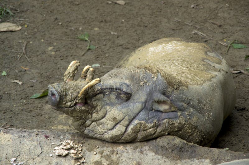 Verrat Photos Stock - Téléchargez 20,284 Photos libres de droits