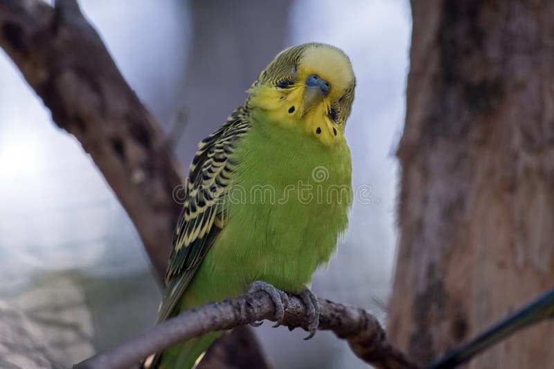 Un Vert Et Une Perruche Ou Une Perruche Jaune Photo stock - Image du ...