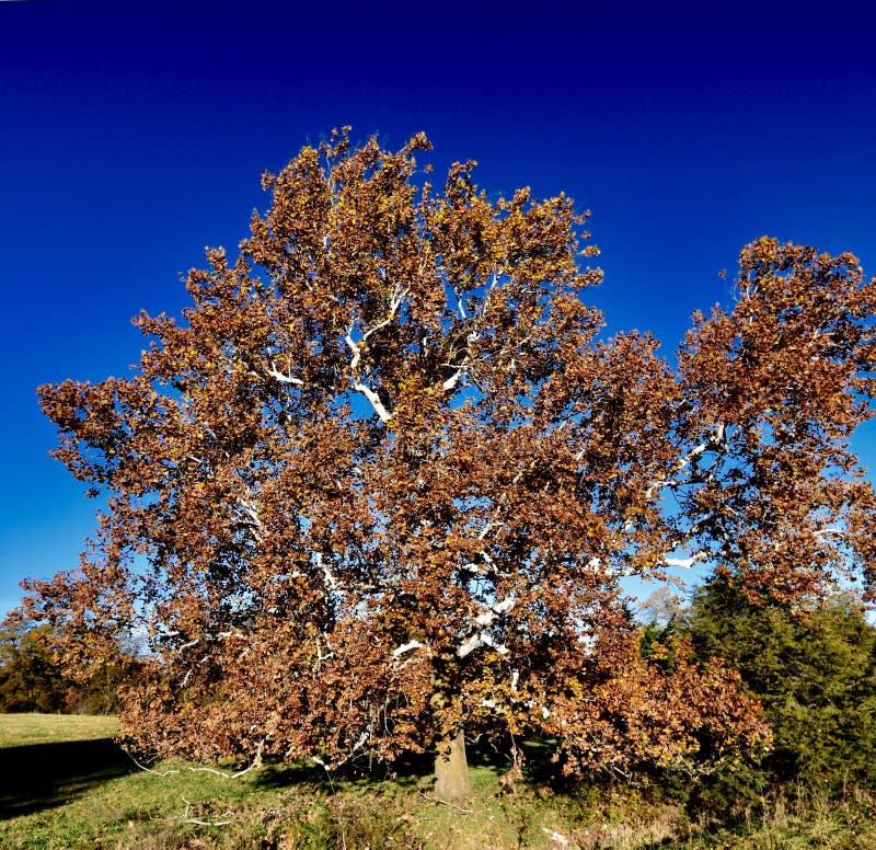 Sycomore Photos Stock - Téléchargez 5,880 Photos libres de droits