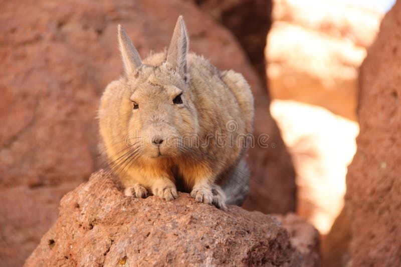 Un Viscacha Salvaje En Bolivia Imagen de archivo - Imagen de eduardo ...