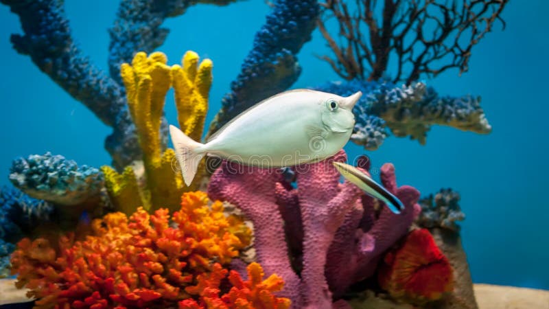 Un Wrasse Plus Propre Approchant Un Poisson De Licorne Image stock ...