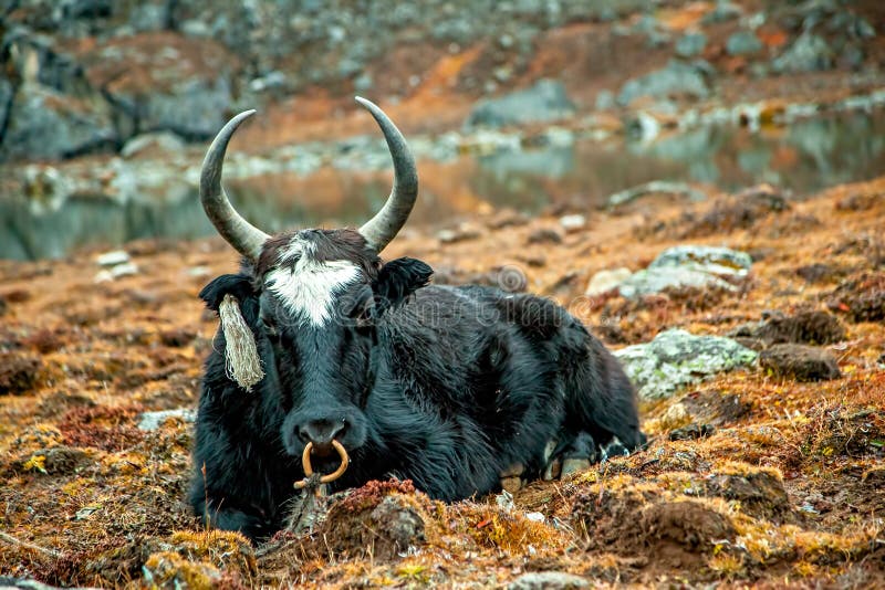 830 Yac Fotos - Libres de Derechos y Gratuitas de Dreamstime