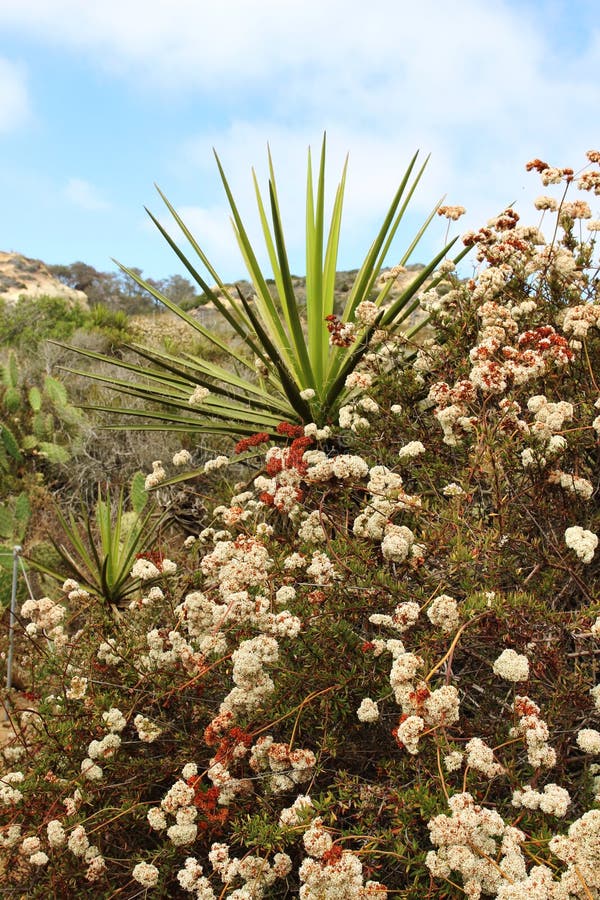 Torrey Yucca Pianta Deserta in Piena Fioritura Fotografia Stock ...