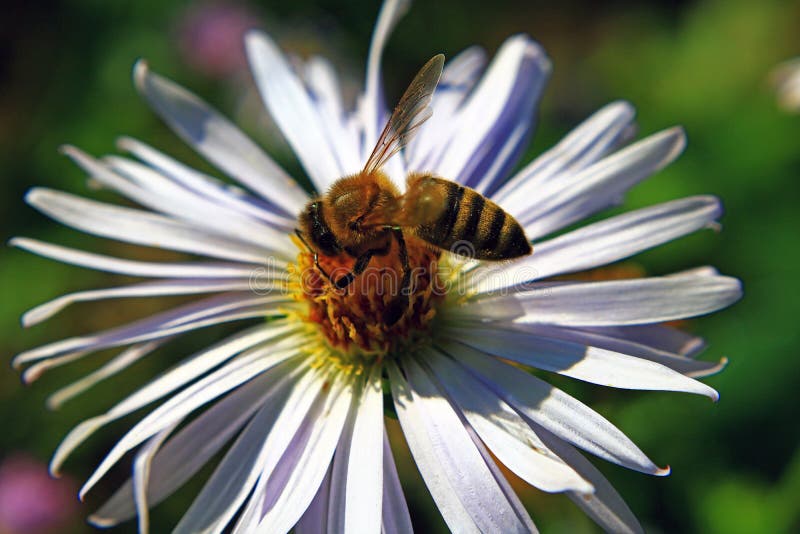 Una abeja en una flor imagen de archivo. Imagen de brillante - 120914955