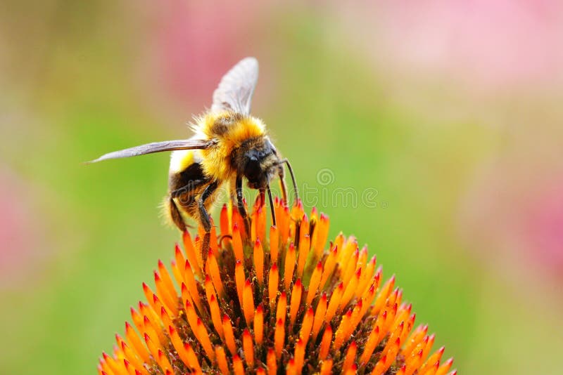 Una abeja y una flor imagen de archivo. Imagen de fauna - 47188159