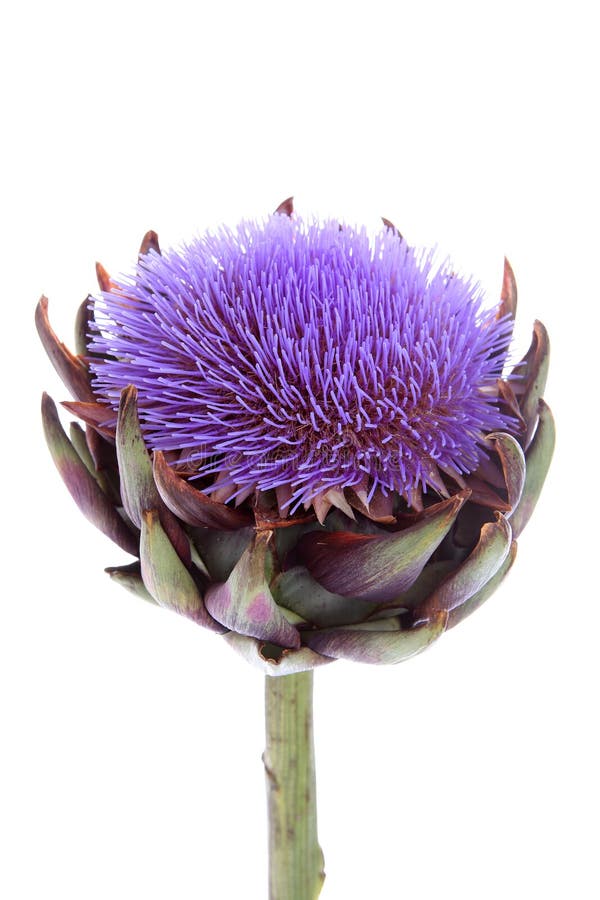 Florecimiento De La Flor De La Alcachofa Imagen de archivo - Imagen de ...