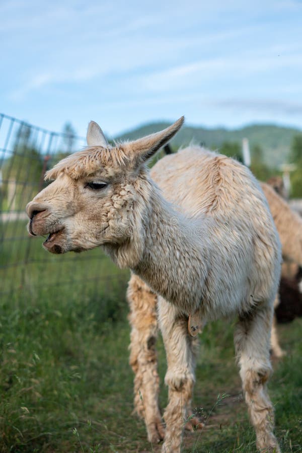 Una Alpaca Blanca Que Llama En Un Pasto Imagen de archivo - Imagen de ...