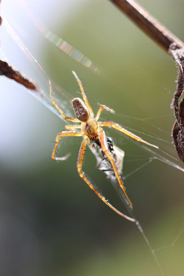 Negro Y Amarillo De La Araña De Jardín Imagen de archivo - Imagen de ...