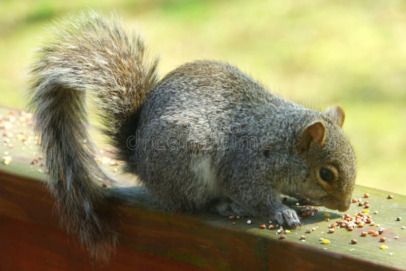 Una Ardilla Comiendo Semillas Silvestres Imagen de archivo - Imagen de ...