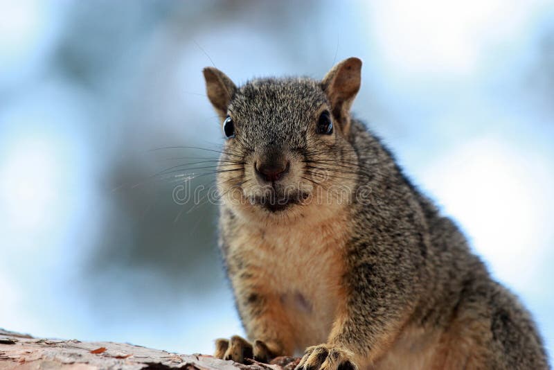 Una Ardilla Sonriente Gorda Imagen de archivo - Imagen de fauna ...