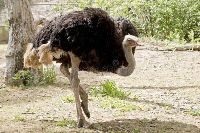 imágenes comunes del Avestruz Australiana - los derechos de la ...