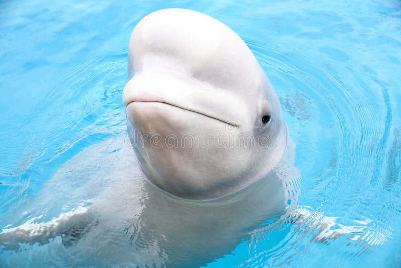 Una Ballena Blanca De La Beluga Imagen de archivo - Imagen de acuario ...