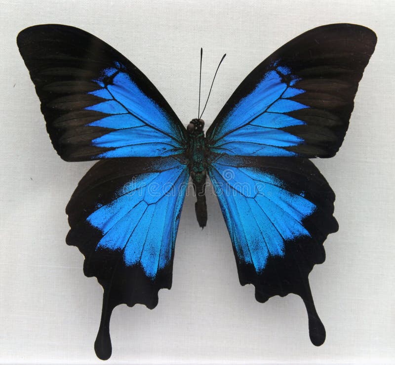 Una bella farfalla blu immagine stock. Immagine di libero - 3480045