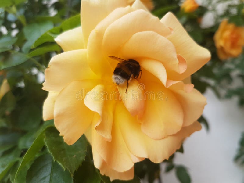Una Bella Rosa Amarilla Con Una Abeja Imagen de archivo - Imagen de ...