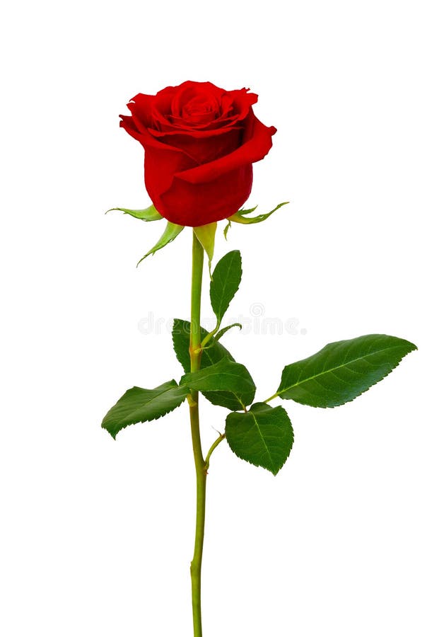 Una Hermosa Rosa Roja Aislada Sobre Fondo Blanco Imagen de archivo ...