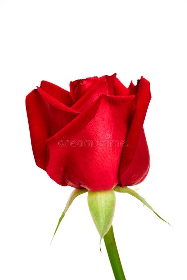 Una Bella Rosa Roja En Blanco Foto de archivo - Imagen de hoja, primer ...