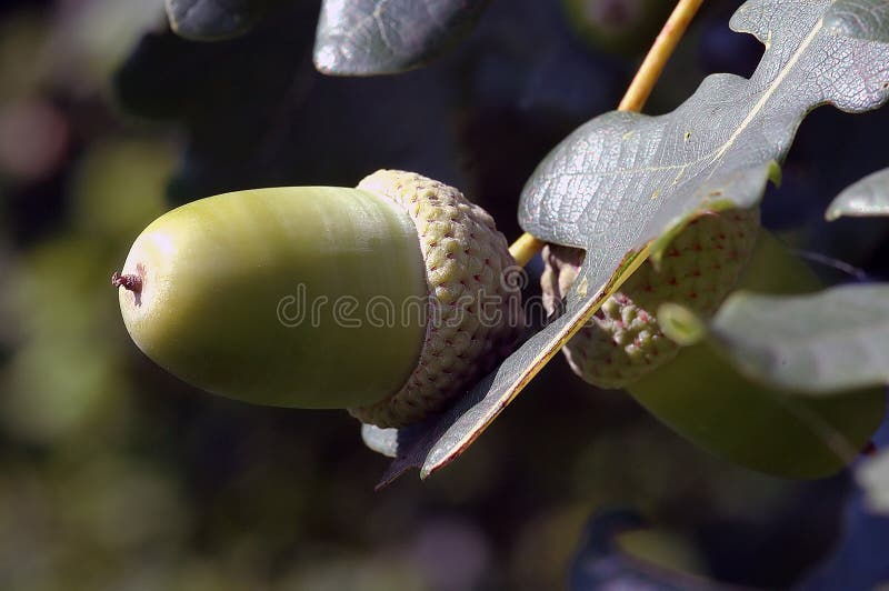 Una bellota imagen de archivo. Imagen de bosque, planta - 1137105