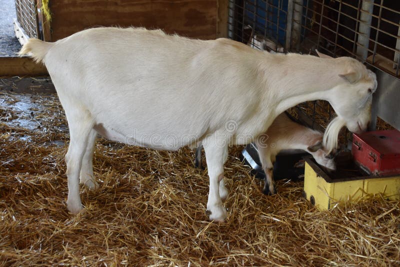 Una cabra foto de archivo. Imagen de mascota, campo - 101904626