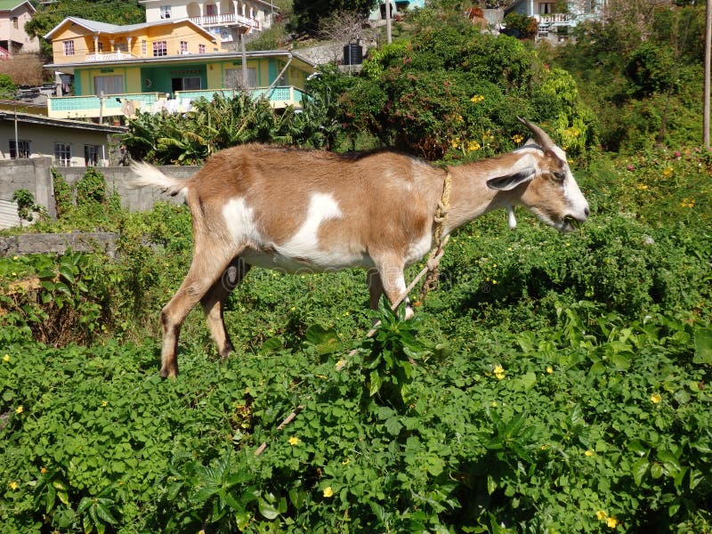 Una Cabra Atada En Las Zonas Tropicales Foto de archivo - Imagen de ...