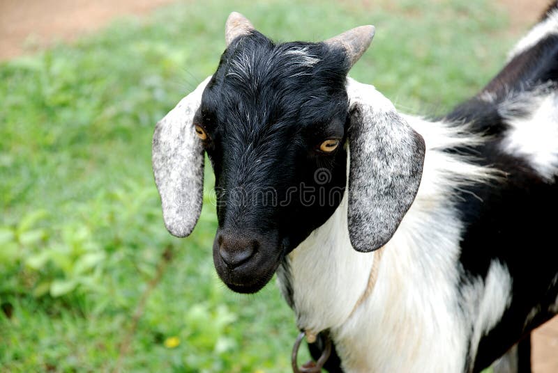 Una capra fotografia stock. Immagine di nero, animale - 2979162