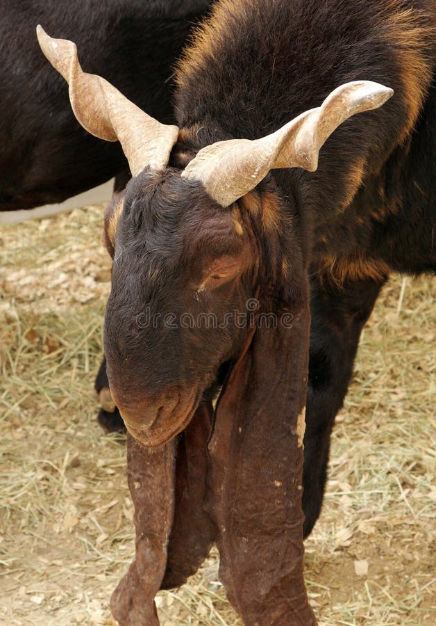 Una Capra Araba Con Le Orecchie Lunghe Ed I Corni Torti Immagine Stock ...