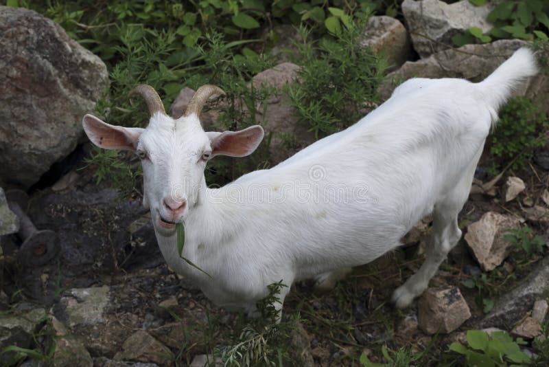 Una Capra Boera Considerata, Bocca Che Mastica Con Un'erba Verde ...