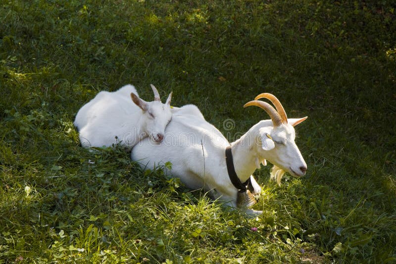 Una Capra Con Il Suo Cucciolo Immagine Stock - Immagine di agricoltura ...