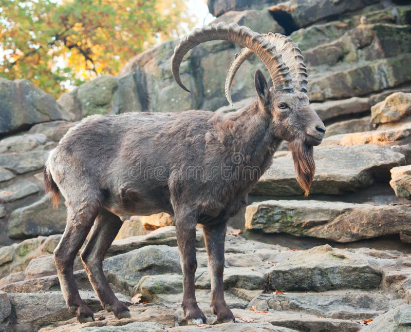 Una Capra Selvaggia Sulla Roccia Fotografia Stock - Immagine di ...