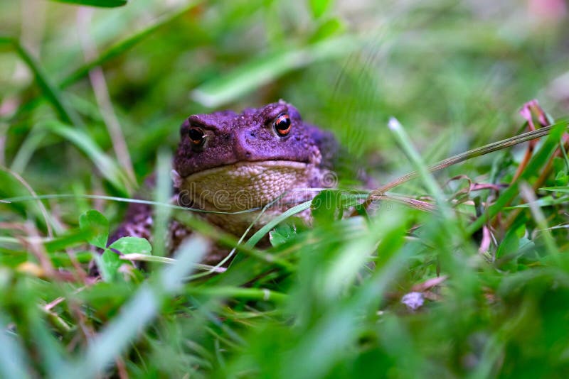 Una Cara Del ` S De La Rana Foto de archivo - Imagen de dinero, dedos ...