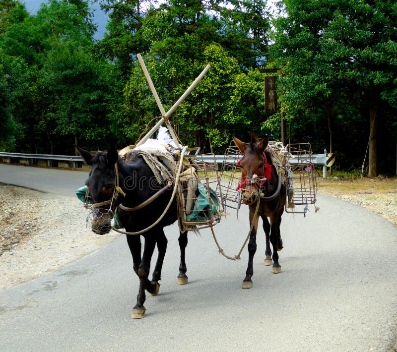 Una carga de burros imagen de archivo. Imagen de oscuro - 63163171