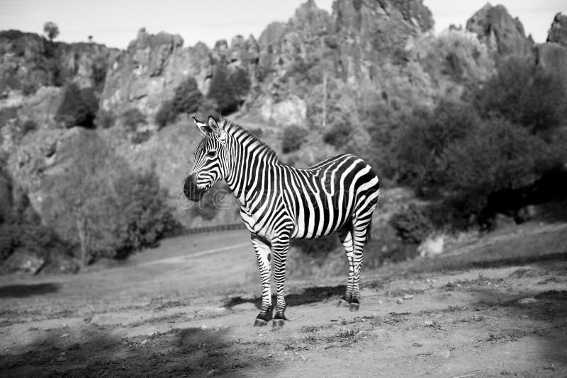 Cebra En El Ambiente Natural Foto de archivo - Imagen de cebras ...