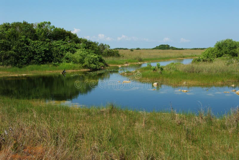 Una charca imagen de archivo. Imagen de humedales, subtropical - 20138701