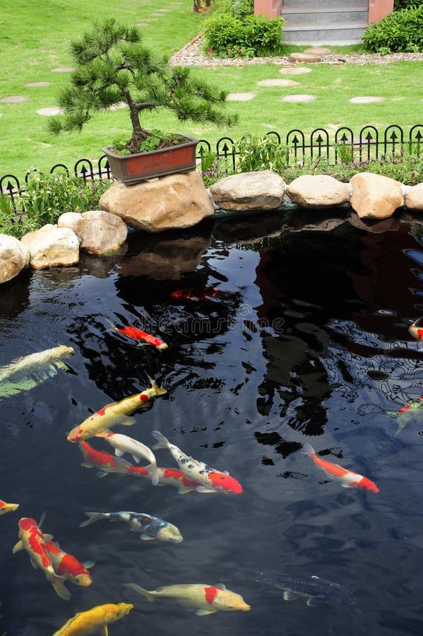 Una Charca De Pescados En Jardín Foto de archivo - Imagen de charca ...