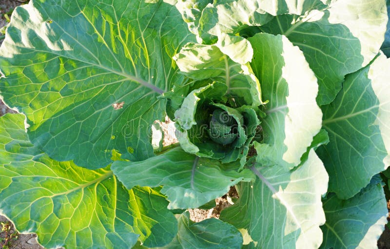 Una Col Que Crece Debajo Del Sol Imagen de archivo - Imagen de resorte ...