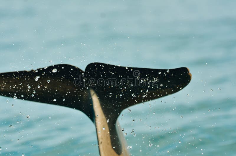 Aletas de cola del delfín foto de archivo. Imagen de piscina - 9950840