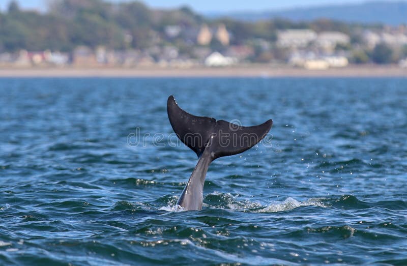 Cola del delfín en agua imagen de archivo. Imagen de sumergir - 2936403