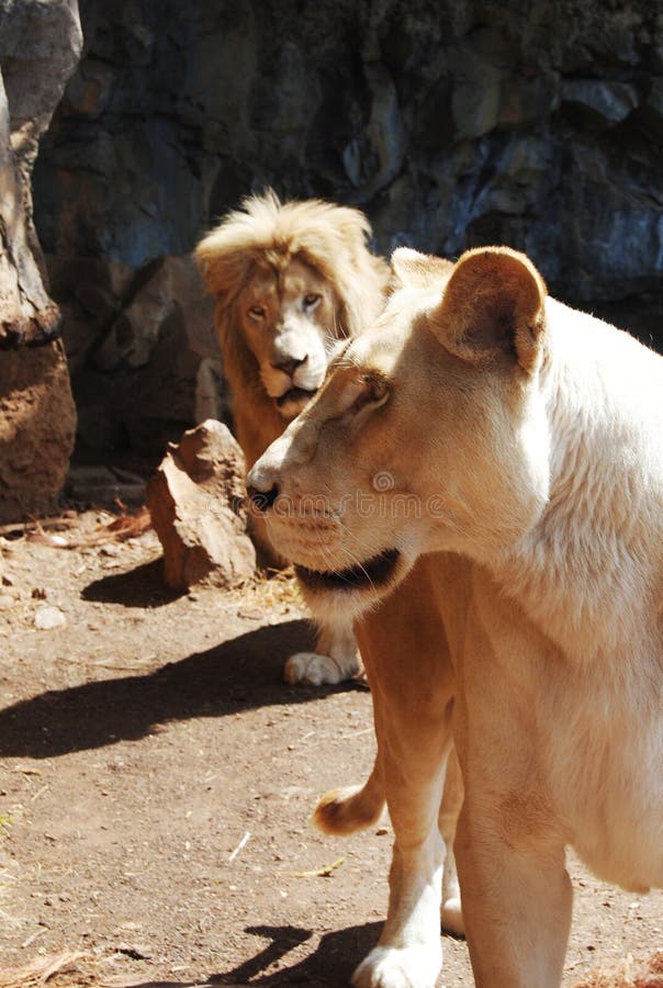Coppie dei leoni bianchi fotografia stock. Immagine di coppie - 99443604