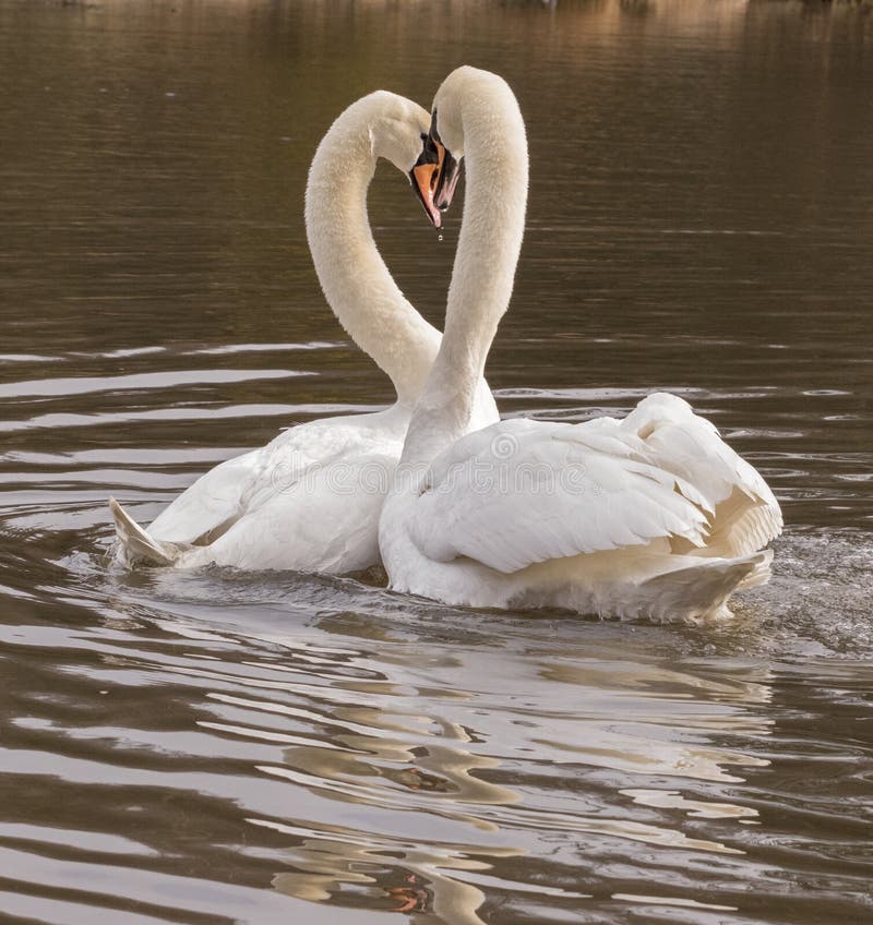 Una Coppia I Cigni Con I Becchi Che Toccano Sullo Stagno Ornamentale ...
